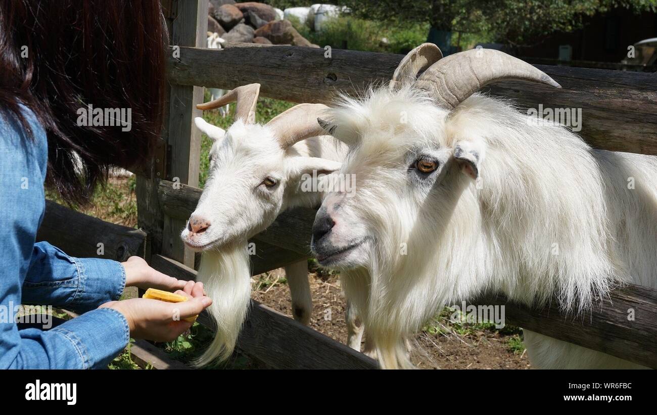 Two women with goat hi-res stock photography and images - Alamy