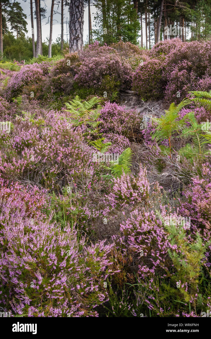 Heather in bloom at Morden Bog National Nature Reserve, Wareham Forest ...