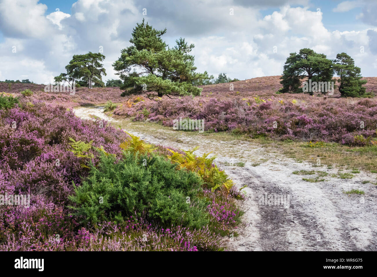 Heather in bloom at Morden Bog National Nature Reserve, Wareham Forest ...