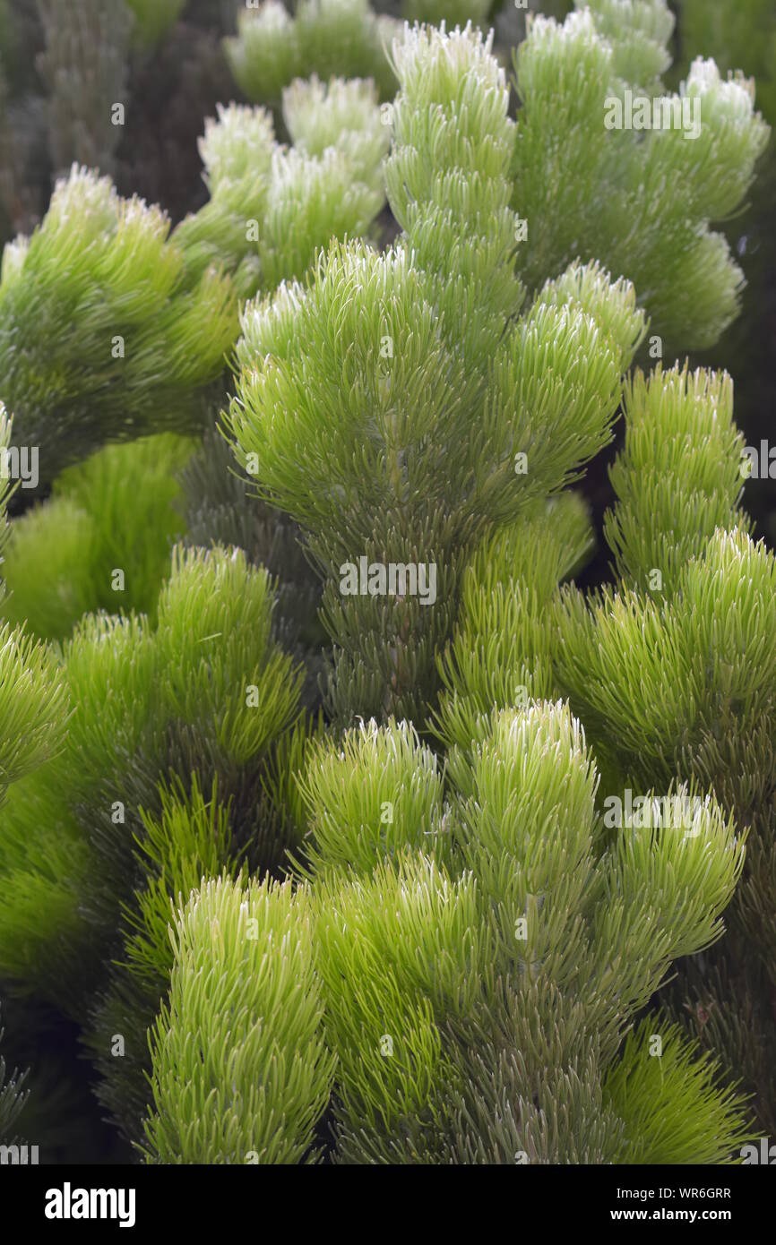 Fine and soft tree needles in various shades of green of unknown ...