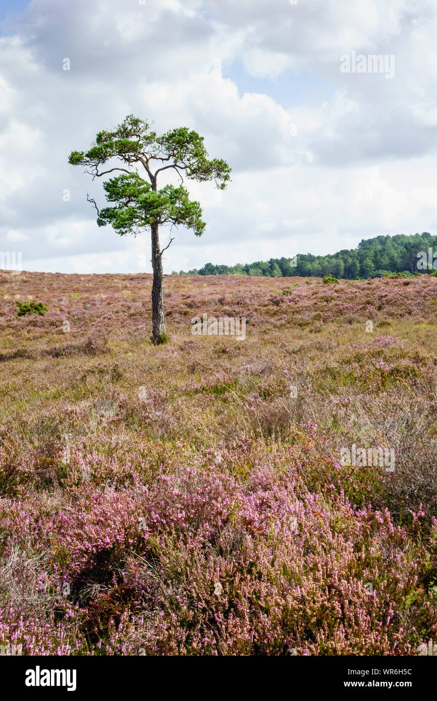 Heather in bloom at Morden Bog National Nature Reserve, Wareham Forest ...