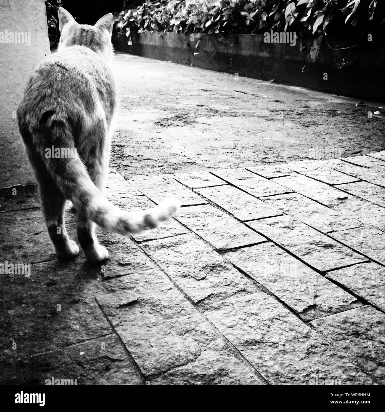 Back view of cat Black and White Stock Photos & Images - Alamy