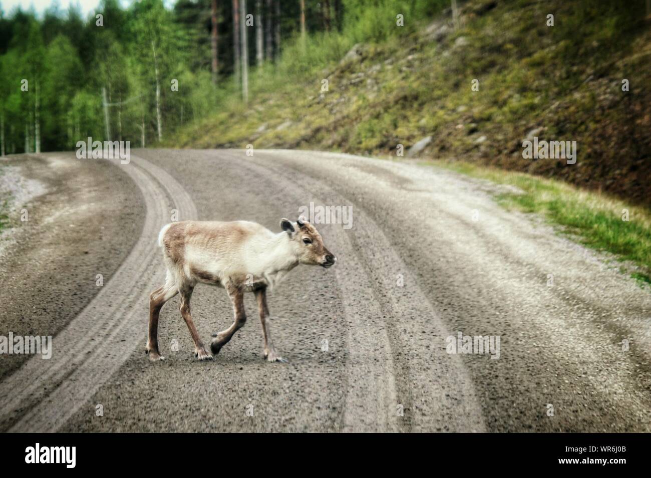 Reindeer Crossing The Road High Resolution Stock Photography and Images ...