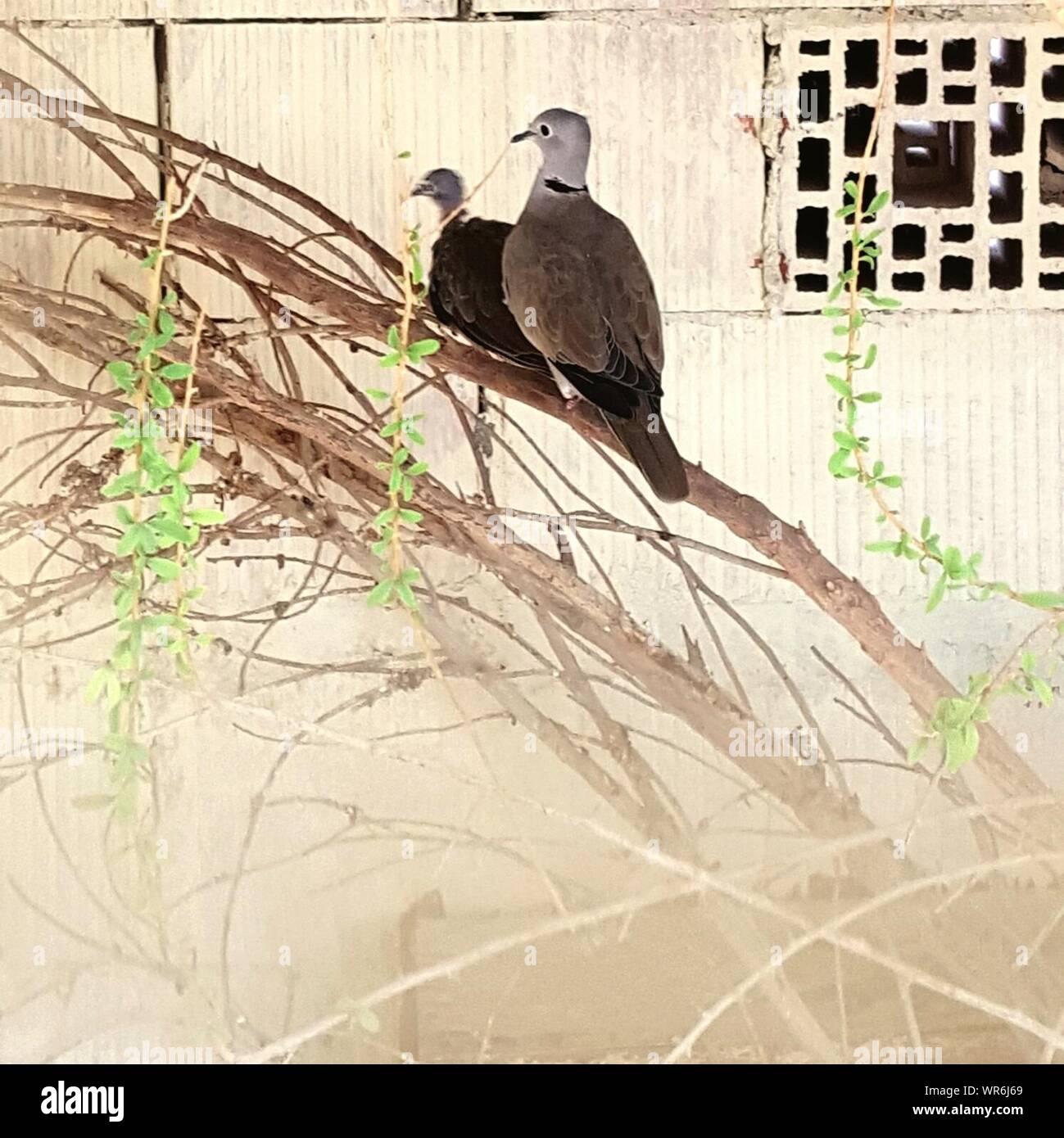 Mourning Collared Doves High Resolution Stock Photography and Images ...