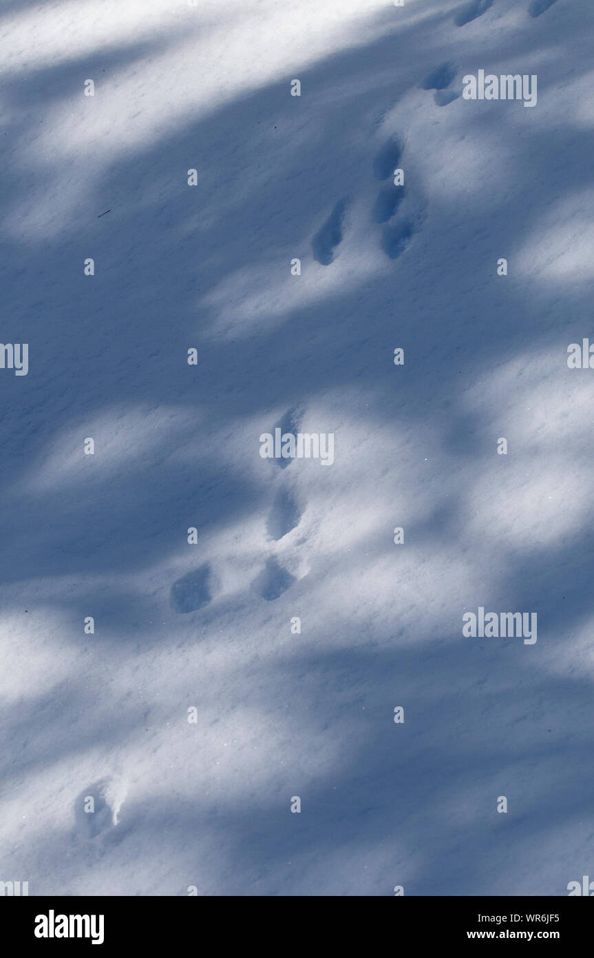 Tracks of european hare in the snow (Lepus europaeus), France Stock ...