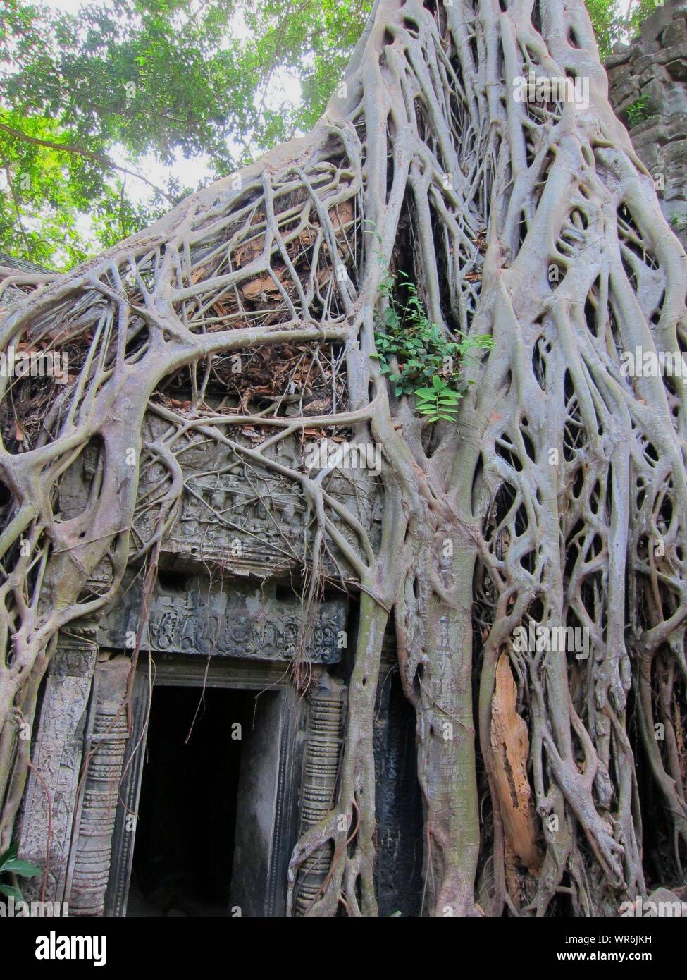 Tree growing on temple hi-res stock photography and images - Alamy
