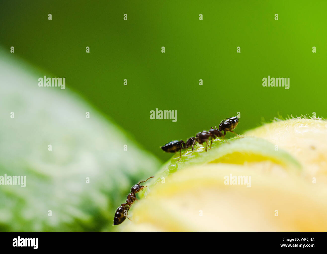 Green ants hi-res stock photography and images - Alamy