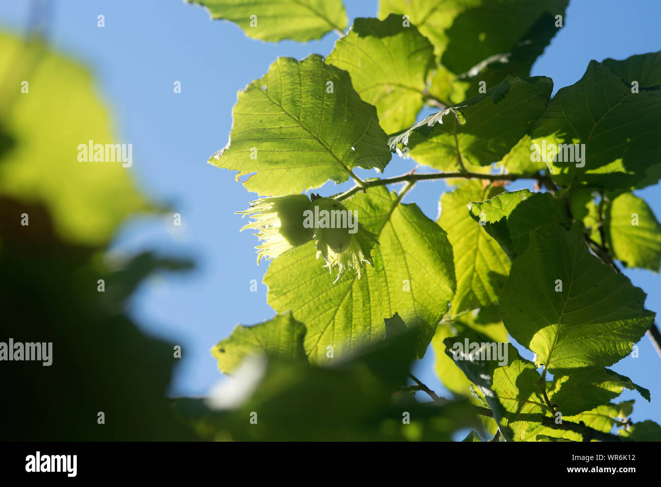 Hazel (Corylus avellana), nut, France Stock Photo - Alamy