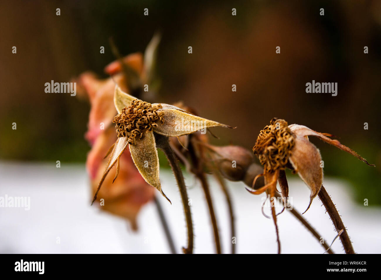 Close-up Of Dead Flower Buds Stock Photo - Alamy