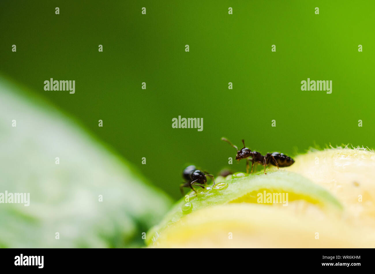 Green ants hi-res stock photography and images - Alamy