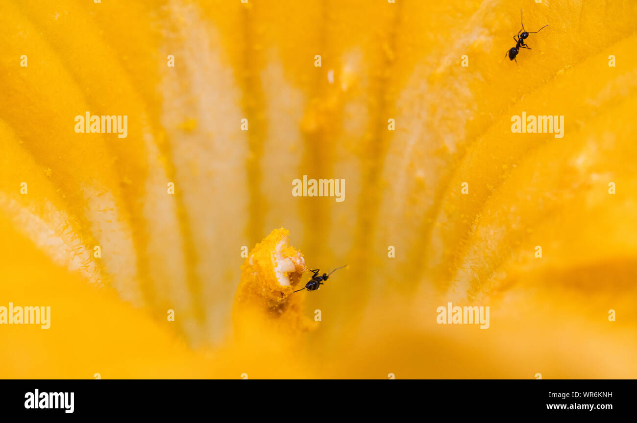 Close up of ants looking for food inside the yellow pumpkin flower ...