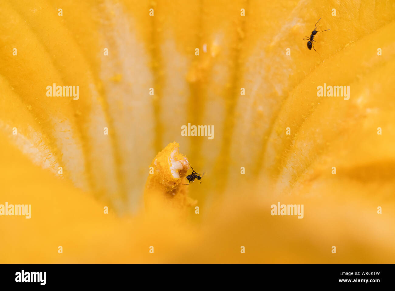 Close up of ants looking for food inside the yellow pumpkin flower ...