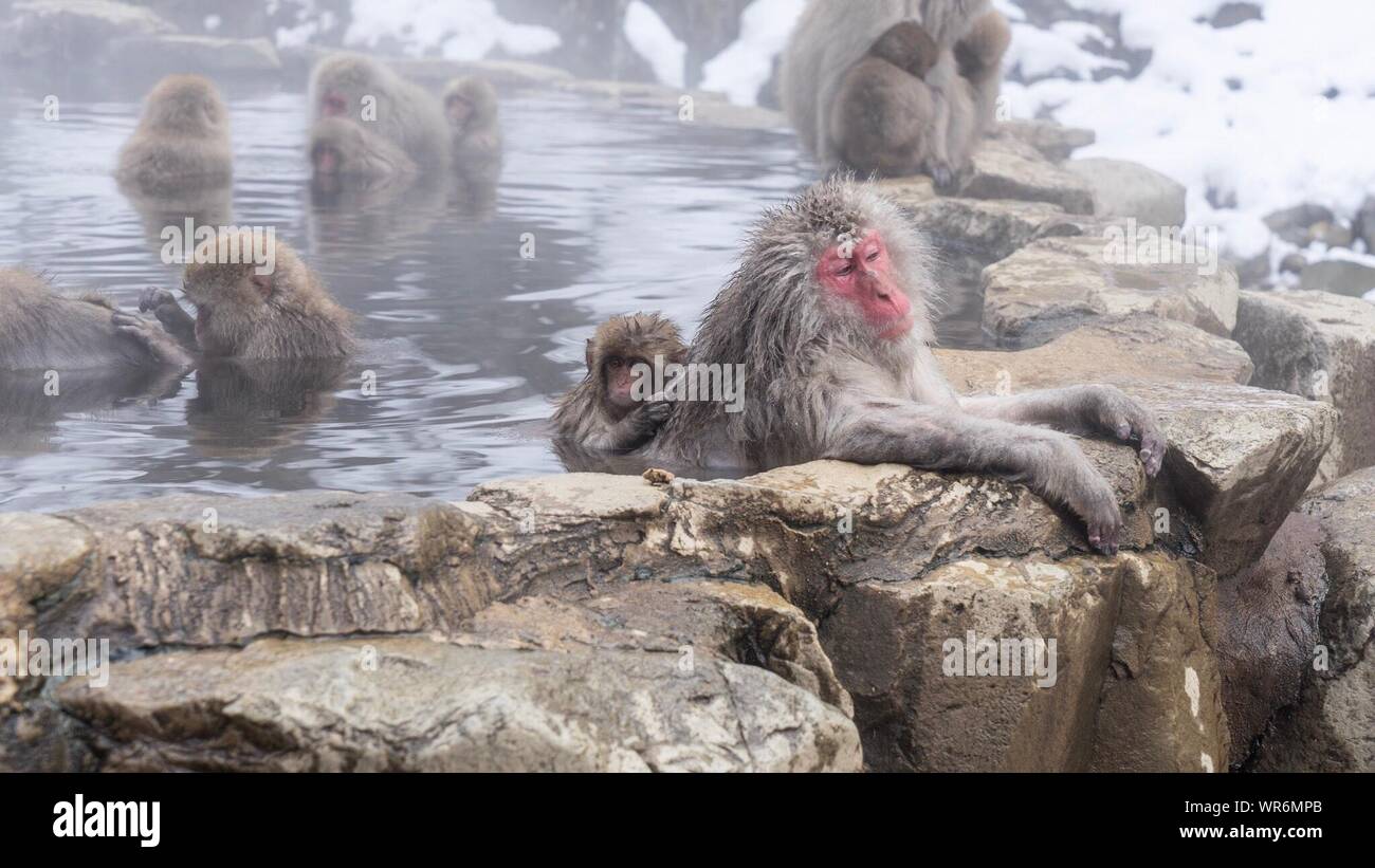 Group of japanese macaques hi-res stock photography and images - Alamy