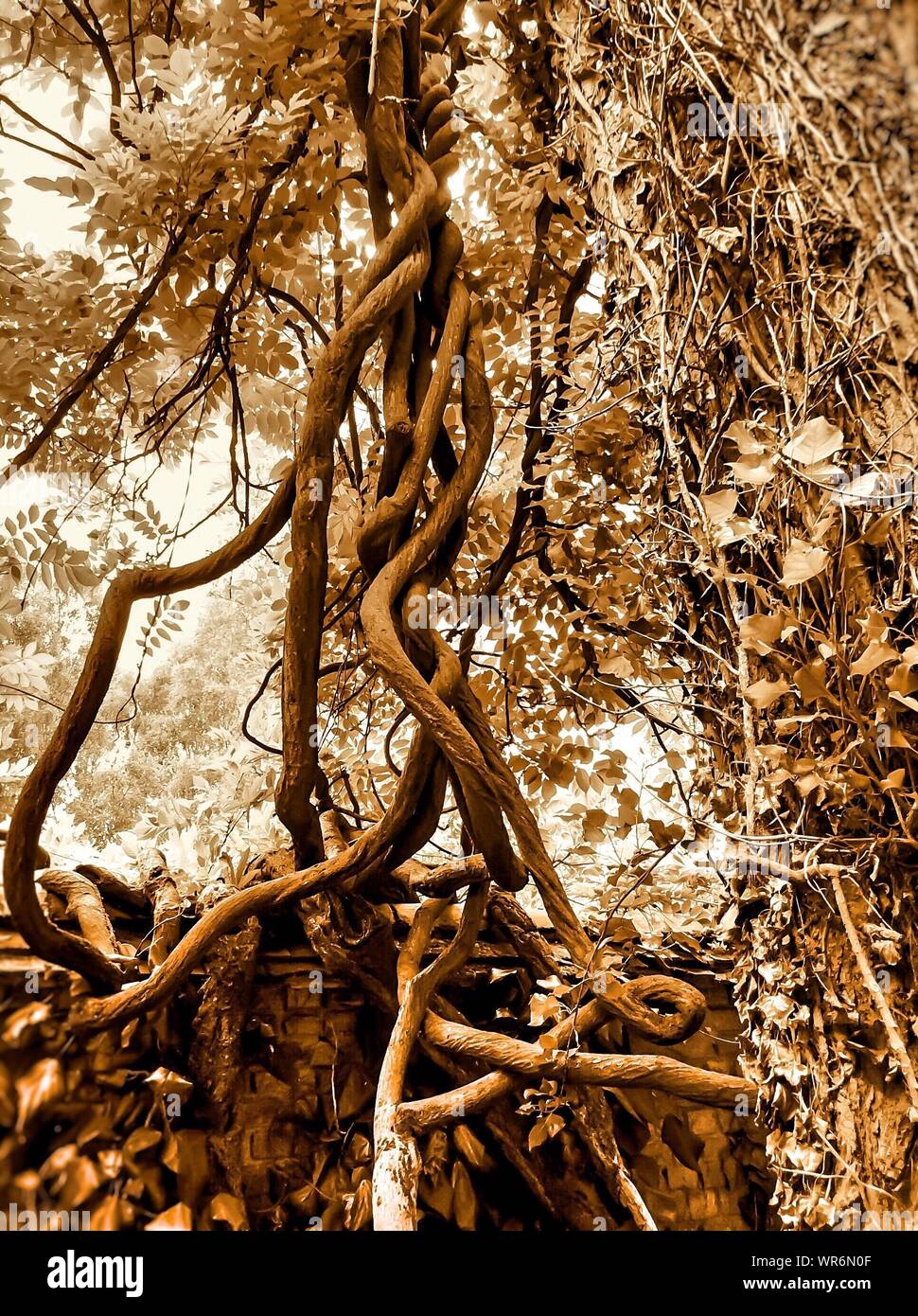 Hanging Roots High Resolution Stock Photography and Images - Alamy