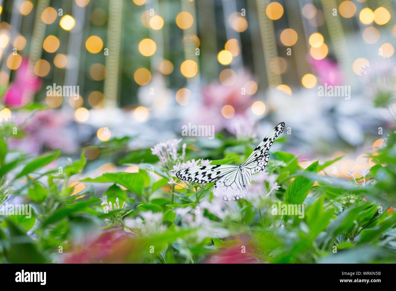 Illuminated butterfly hi-res stock photography and images - Alamy