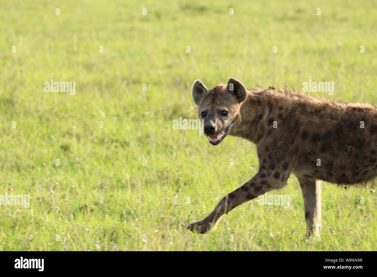 Spotted Hyena Running