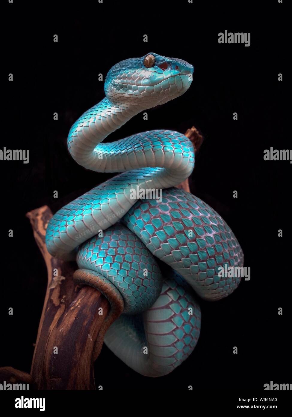 Blue Snake High Resolution Stock Photography and Images - Alamy