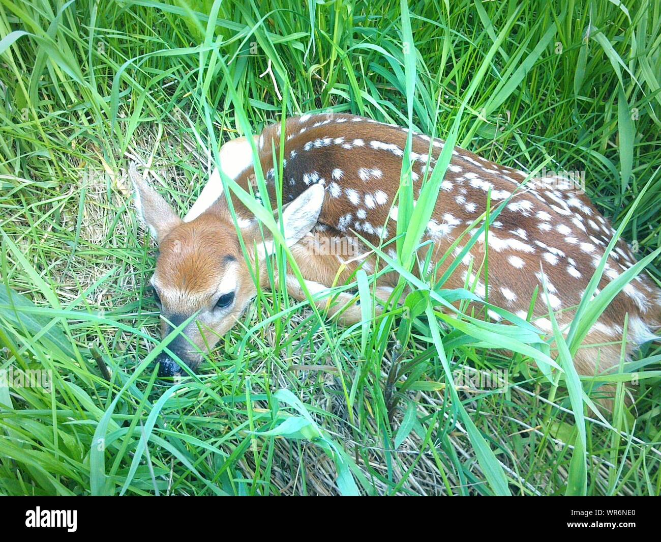 Fawn Lying In The High Resolution Stock Photography and Images - Alamy