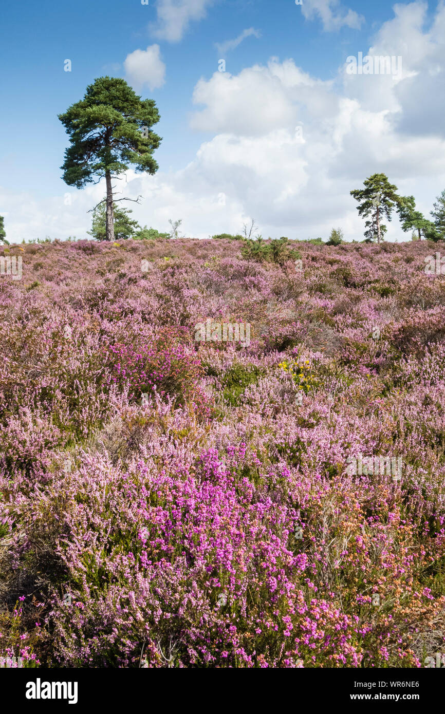 Heather in bloom at Morden Bog National Nature Reserve, Wareham Forest ...