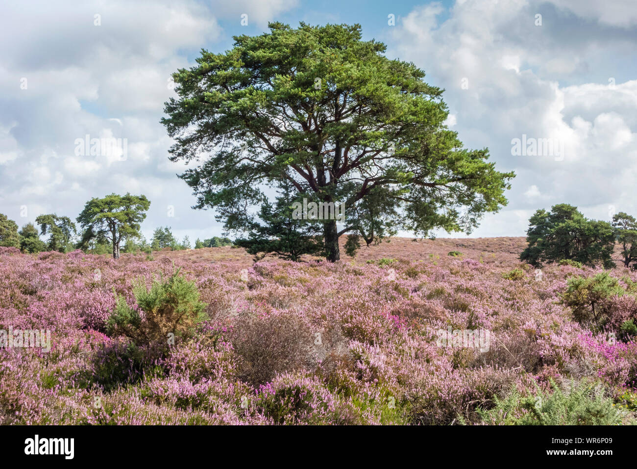 Heather in bloom at Morden Bog National Nature Reserve, Wareham Forest ...