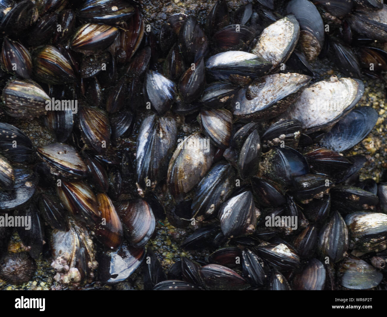 Mussels on the rock Stock Photo - Alamy