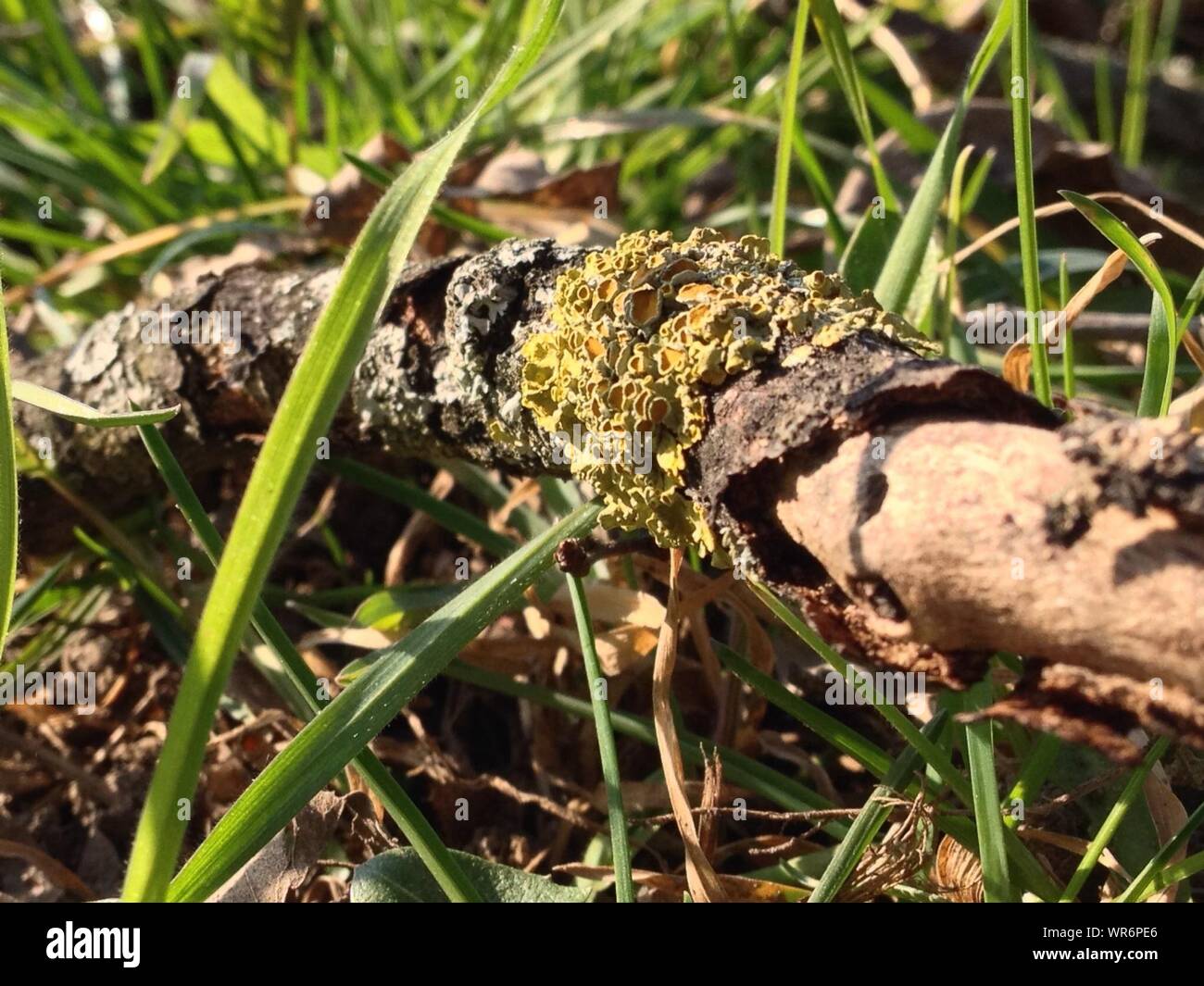 Tree trunk with algae hi-res stock photography and images - Alamy