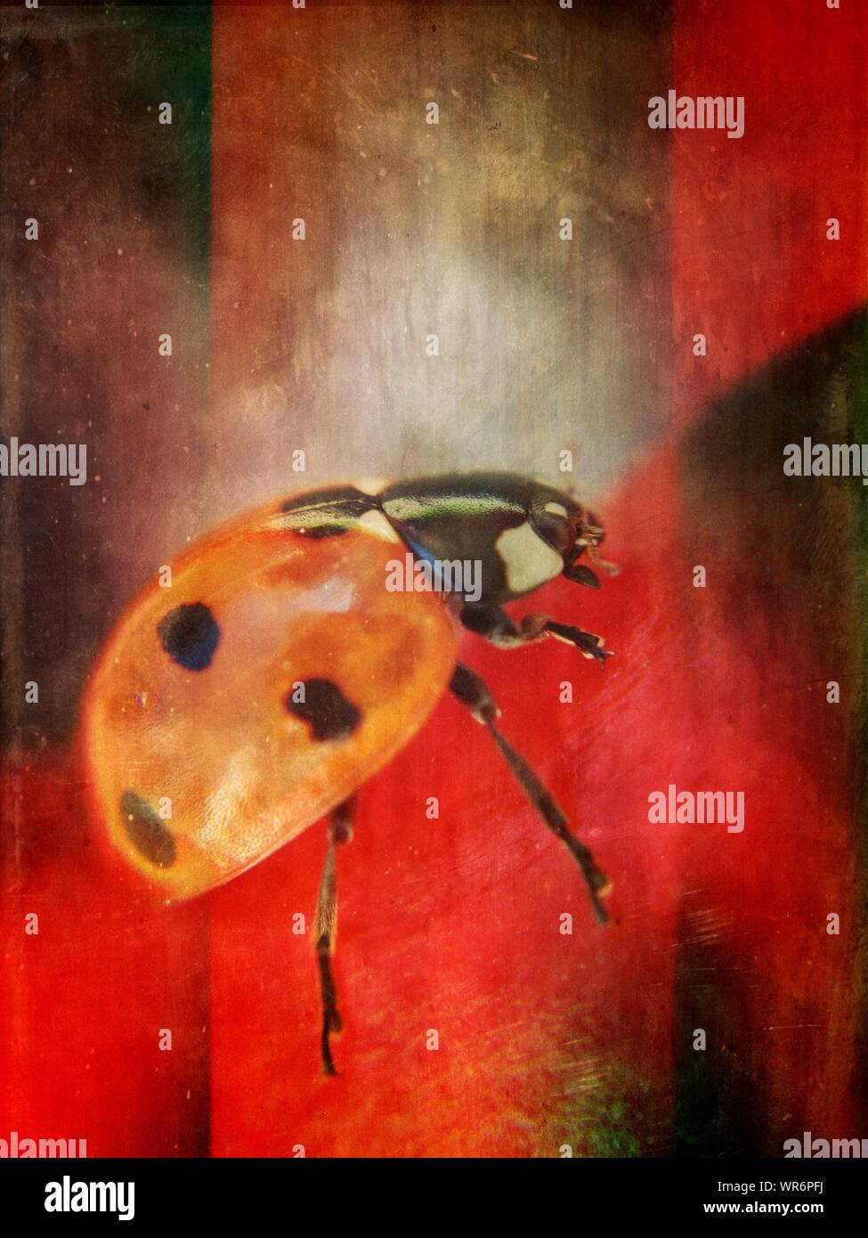 Orange spotted ladybug hi-res stock photography and images - Alamy