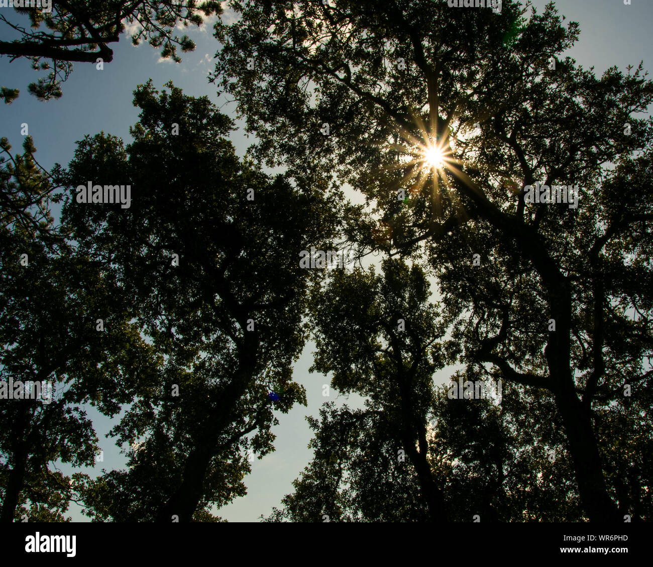 Sun Shining Through The Tops Of Trees High Resolution Stock Photography ...