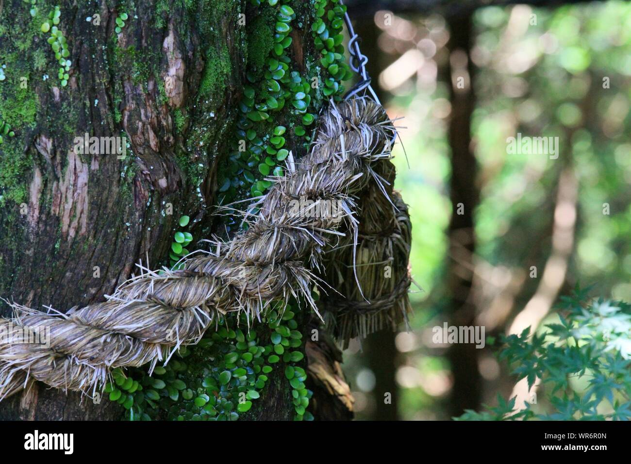 Tied Tree Trunk High Resolution Stock Photography and Images - Alamy