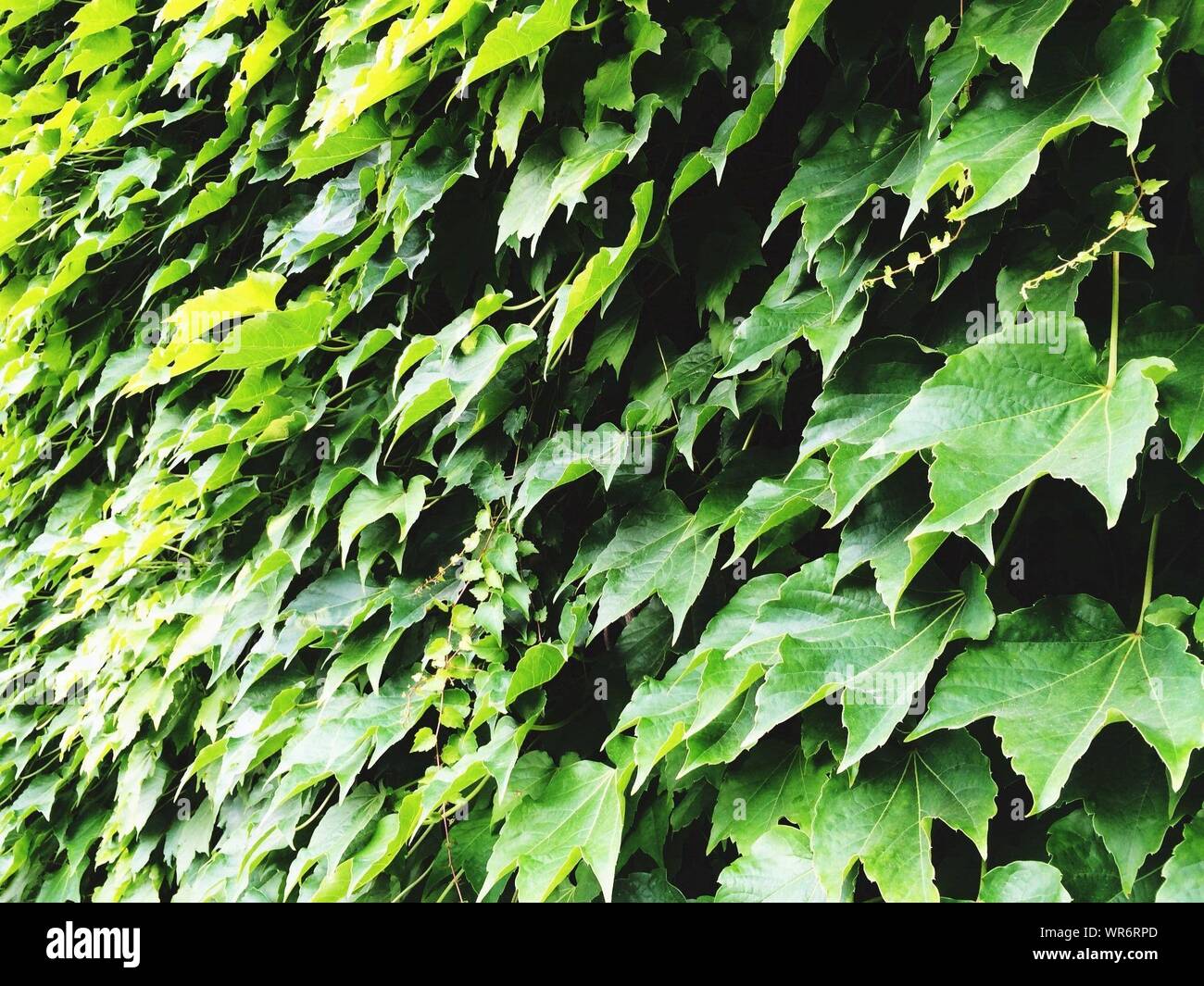 Ivies hi-res stock photography and images - Alamy
