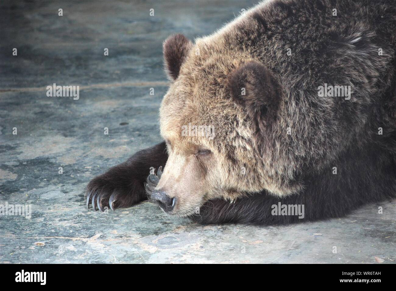 Bear Lying Down High Resolution Stock Photography and Images - Alamy