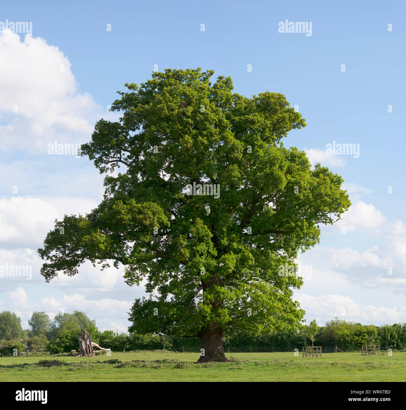 Oak tree in summer, Milton Keynes, UK Stock Photo - Alamy