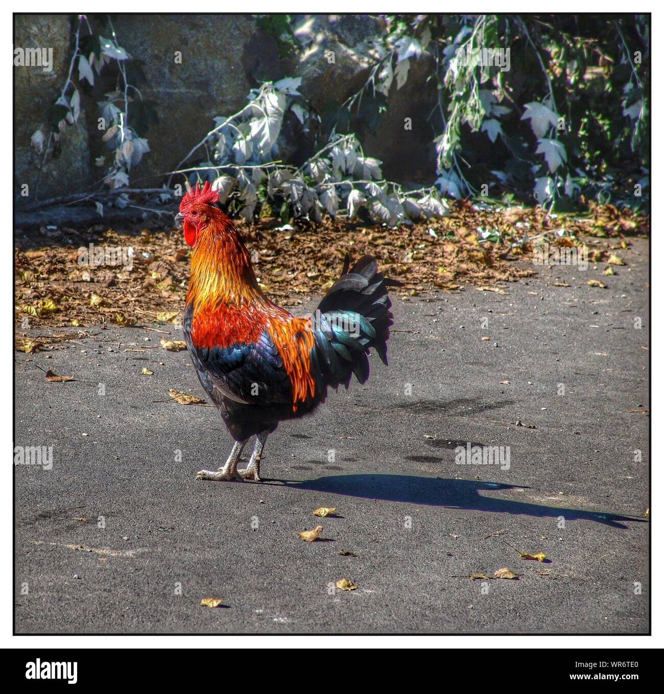 Colorful chicken hi-res stock photography and images - Alamy