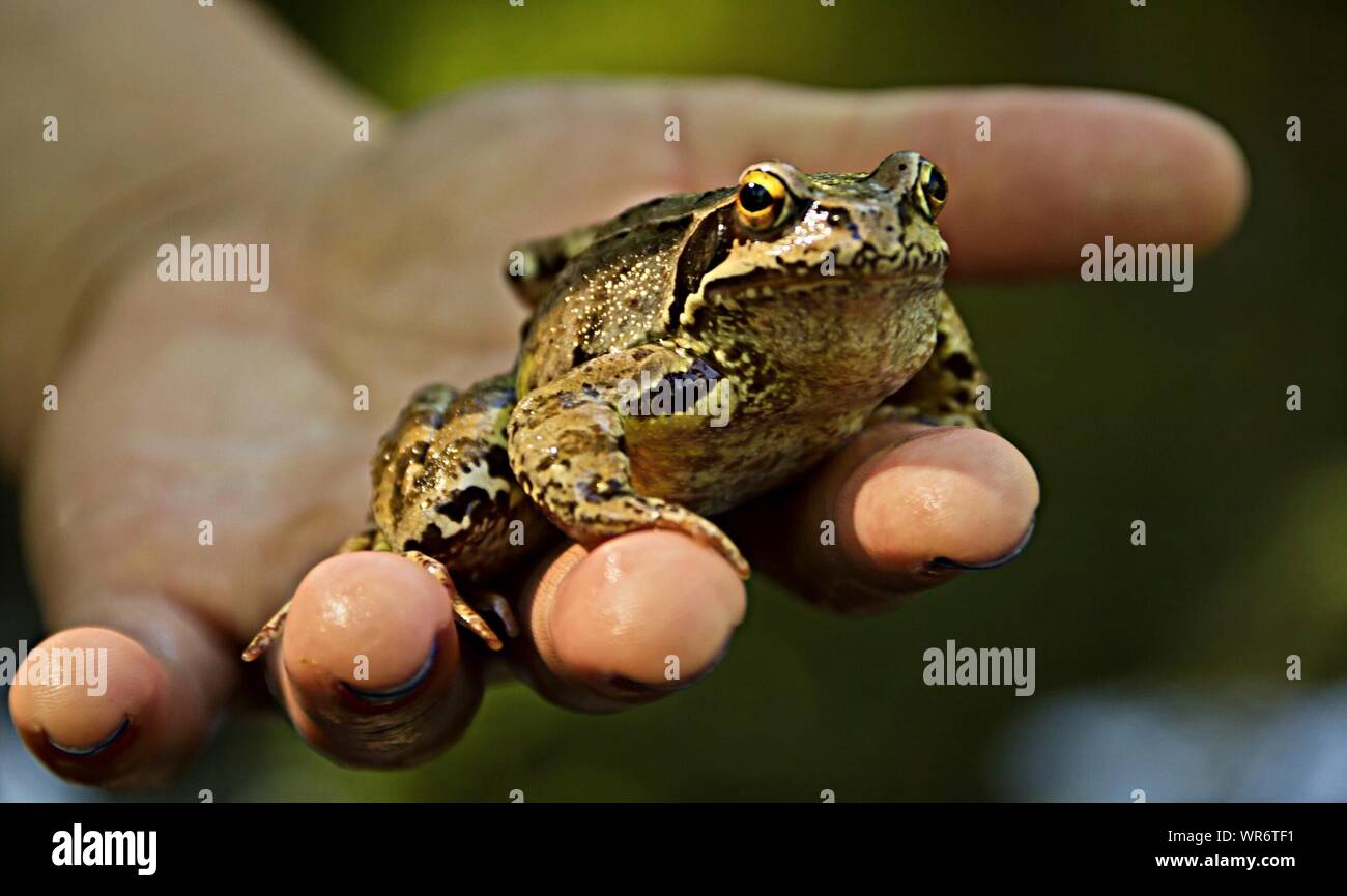 A hand holding a frog hi-res stock photography and images - Alamy