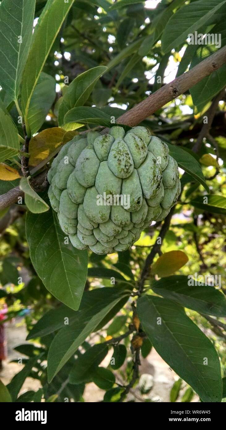 Custard Apple Tree High Resolution Stock Photography and Images - Alamy