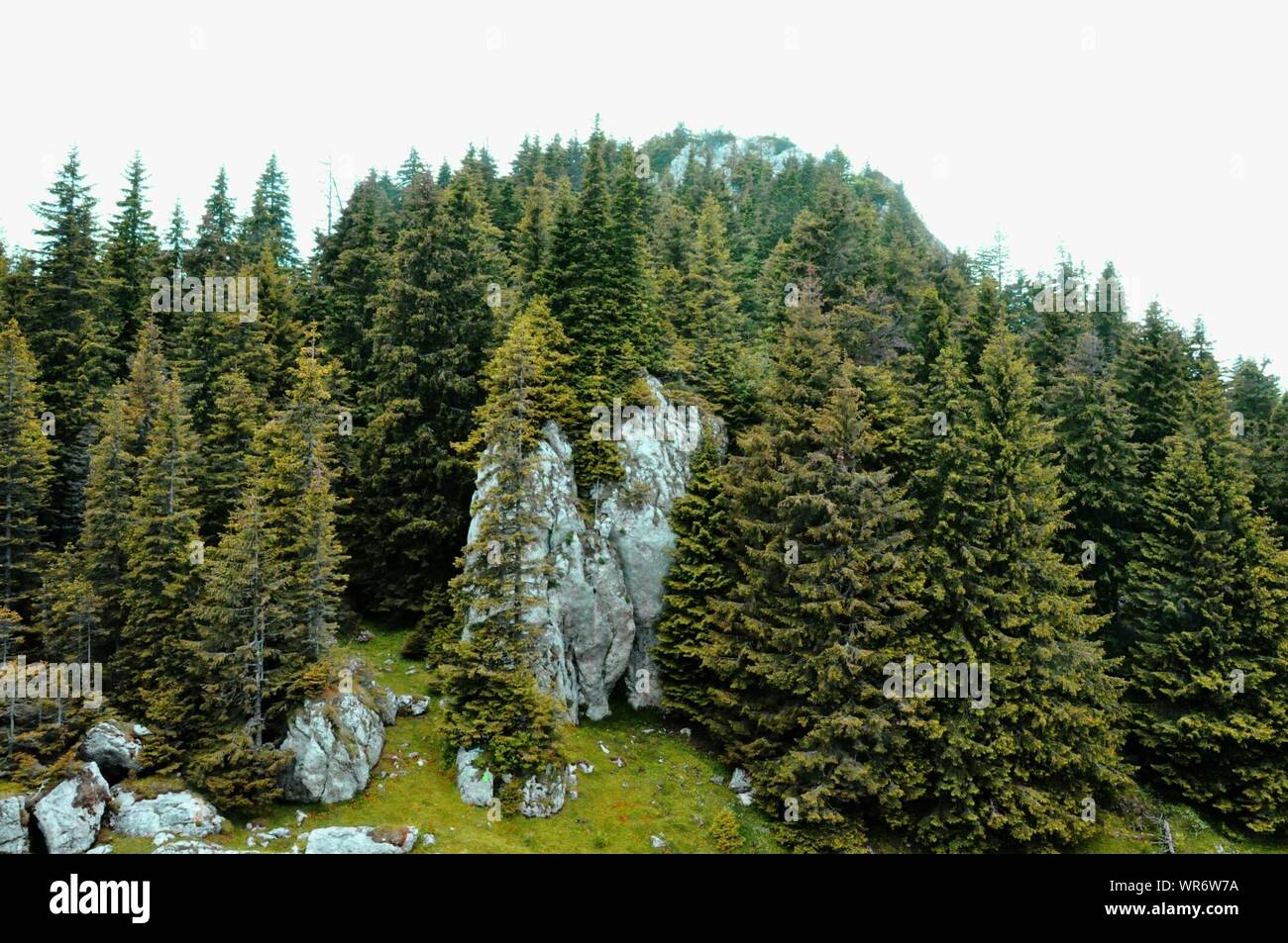 Evergreen forest hi-res stock photography and images - Alamy