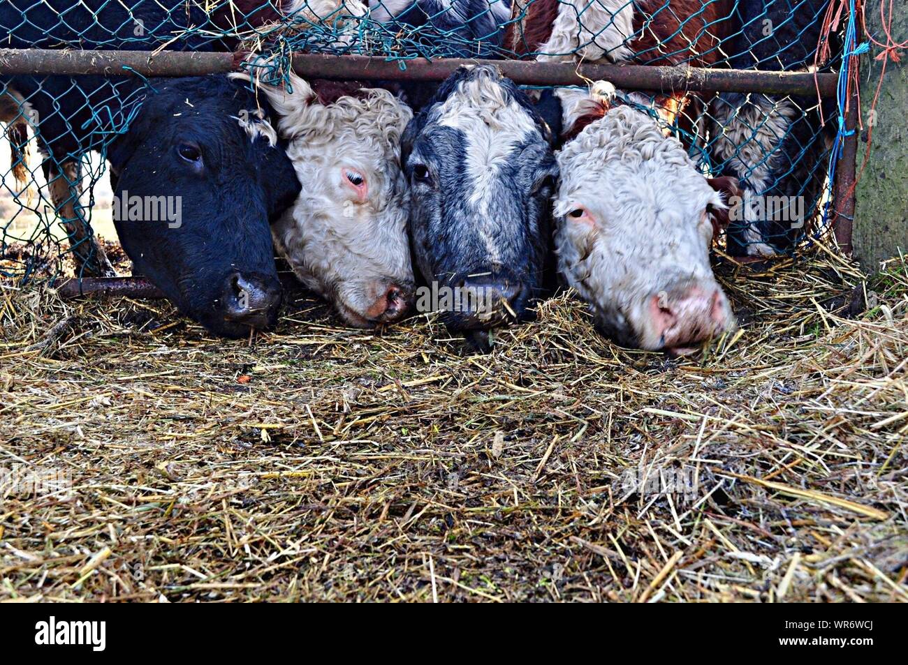 Struggling to see hi-res stock photography and images - Alamy