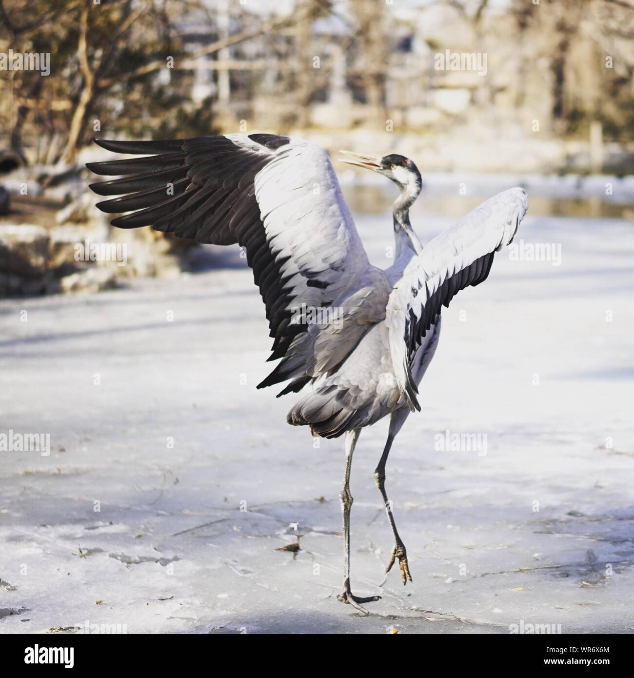 Crane wings hi-res stock photography and images - Alamy