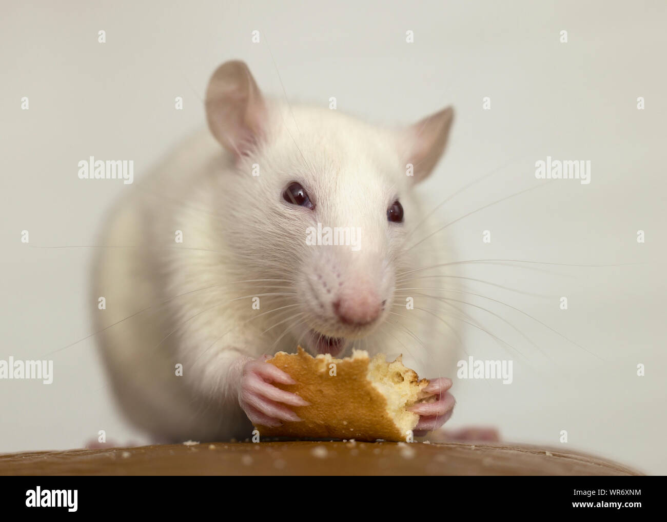 Lab rat eating hi-res stock photography and images - Alamy