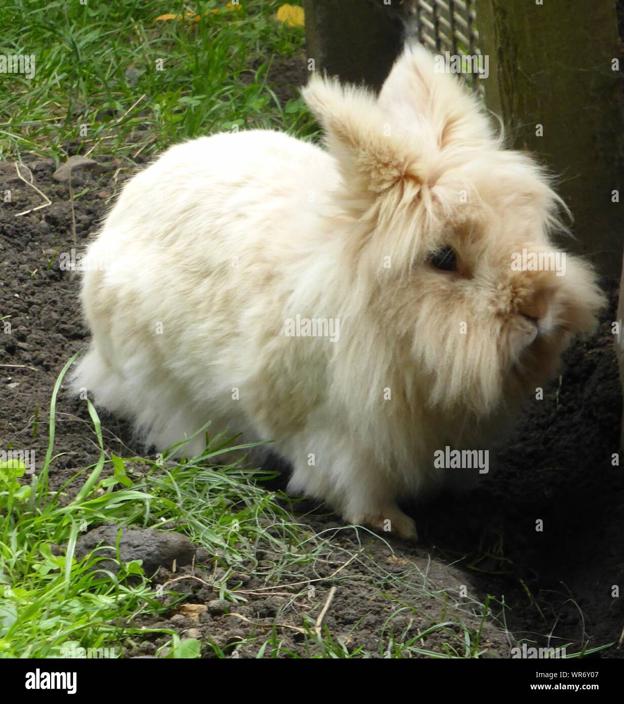 Angora rabbit wool hi-res stock photography and images - Alamy