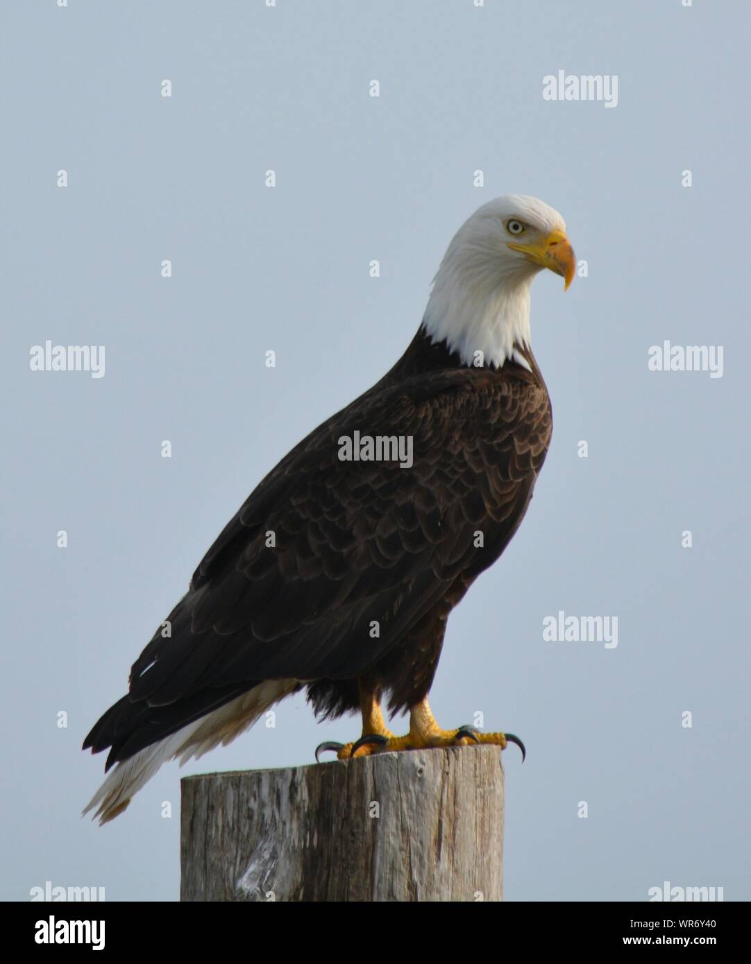 Eagle post hi-res stock photography and images - Alamy