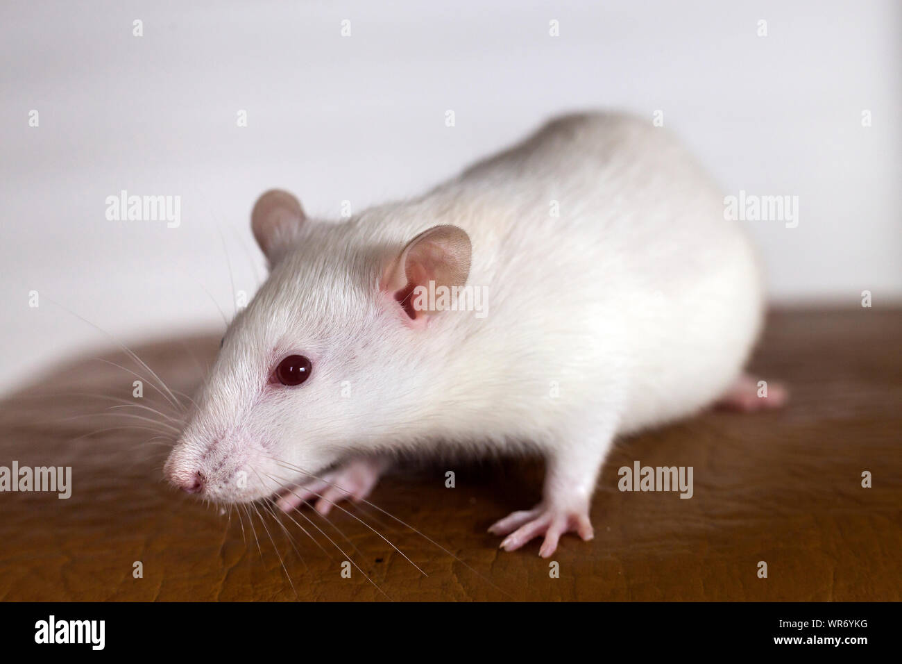 White funny domestic pet rat Stock Photo - Alamy