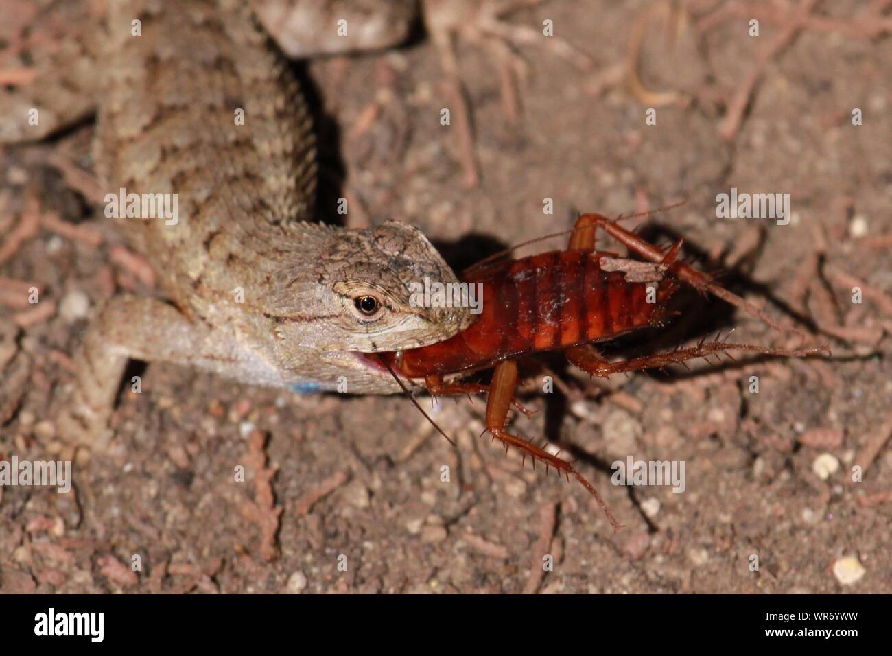 Eating Cockroach High Resolution Stock Photography and Images - Alamy