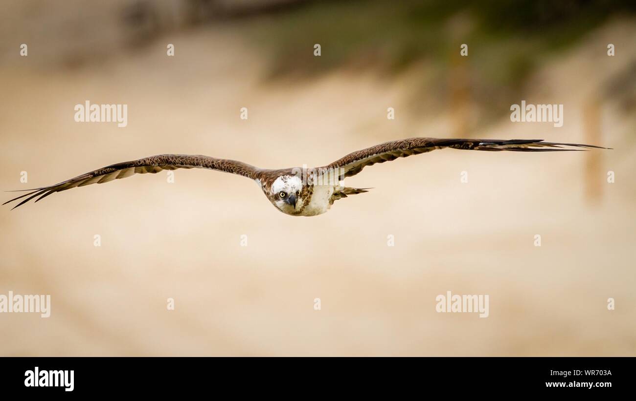 Osprey wings hi-res stock photography and images - Alamy