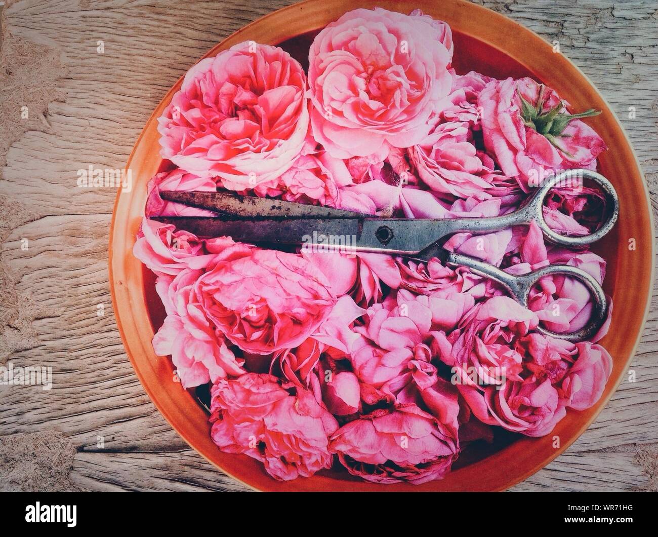 Rose scissors hi-res stock photography and images - Alamy