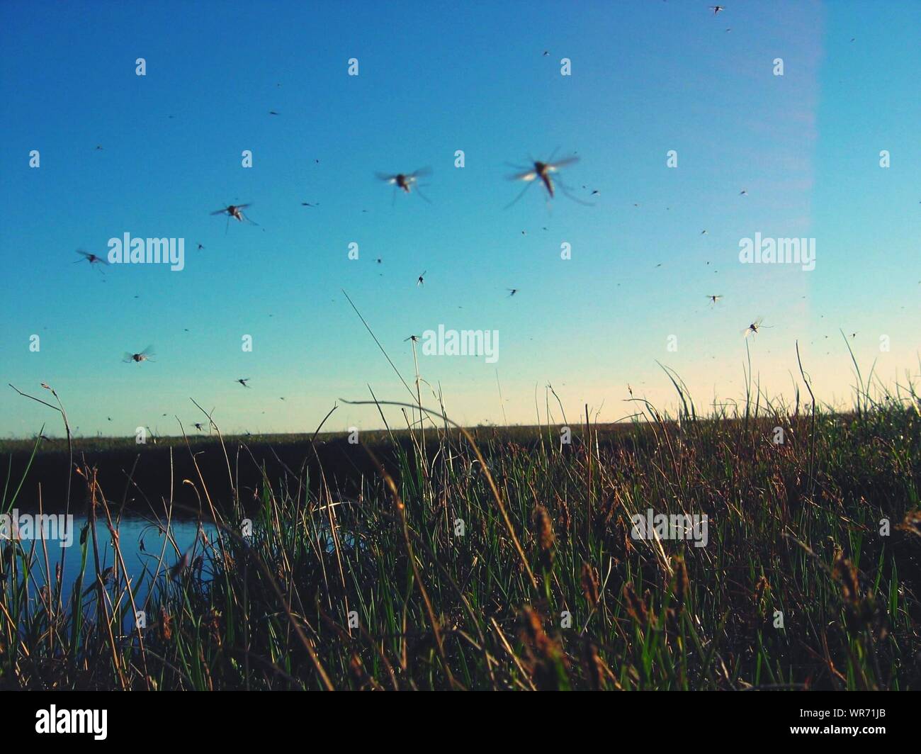Mosquitoes High Resolution Stock Photography and Images - Alamy