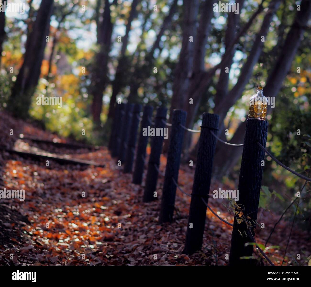 Narrow tree trunks hi-res stock photography and images - Alamy