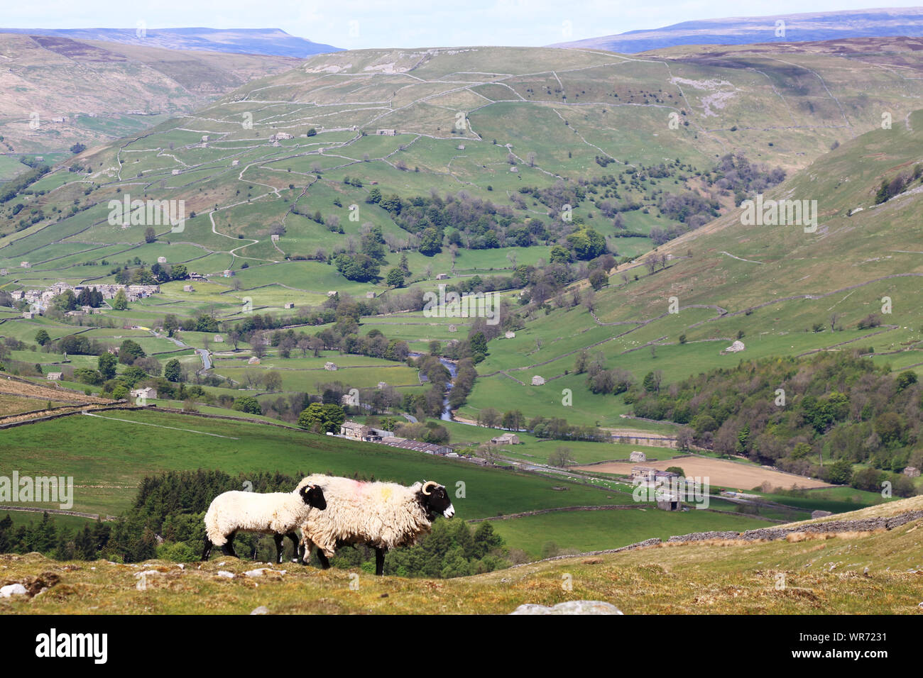 Swaledale sheep and lamb,in landscape, Muker Swaledale Stock Photo - Alamy