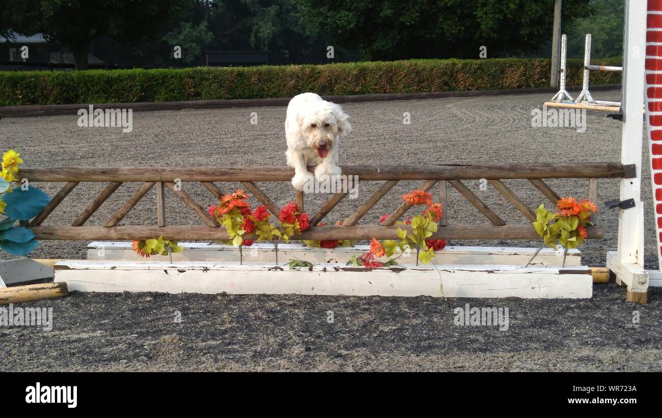 Dog jumping park hi-res stock photography and images - Alamy