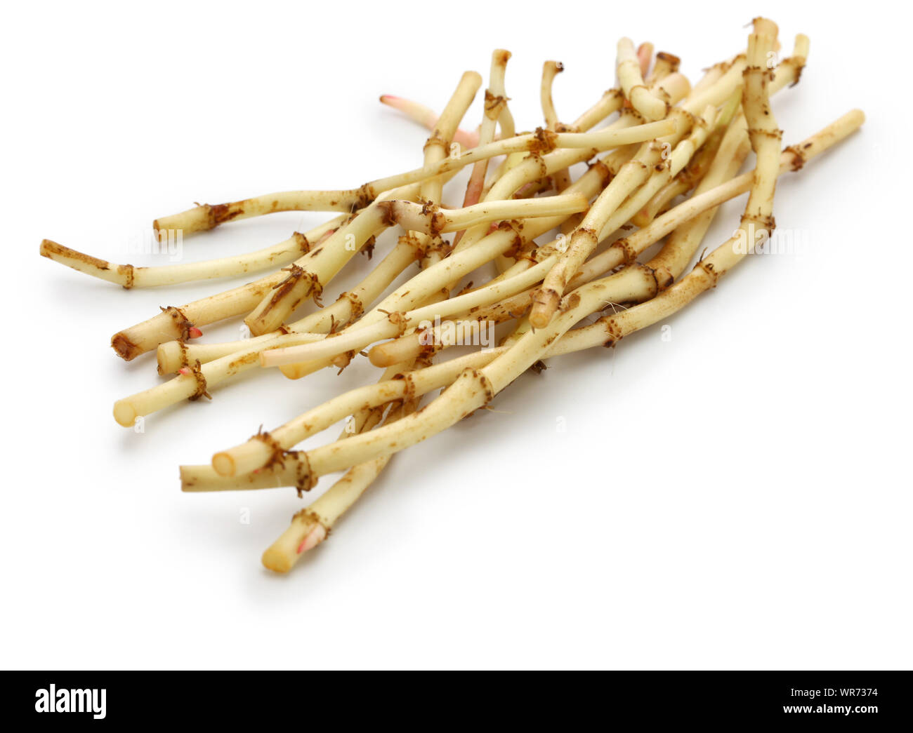 Fish wort Cut Out Stock Images & Pictures - Alamy